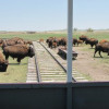 Gallery | Terry Bison Ranch Resort