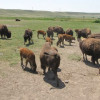 Gallery | Terry Bison Ranch Resort