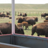 Gallery | Terry Bison Ranch Resort