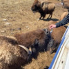 Bison Train Tours | Terry Bison Ranch Resort