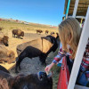 Bison Train Tours | Terry Bison Ranch Resort
