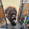 Bison Train Tours | Terry Bison Ranch Resort