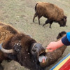 Bison Train Tours | Terry Bison Ranch Resort