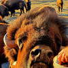 Bison Train Tours | Terry Bison Ranch Resort